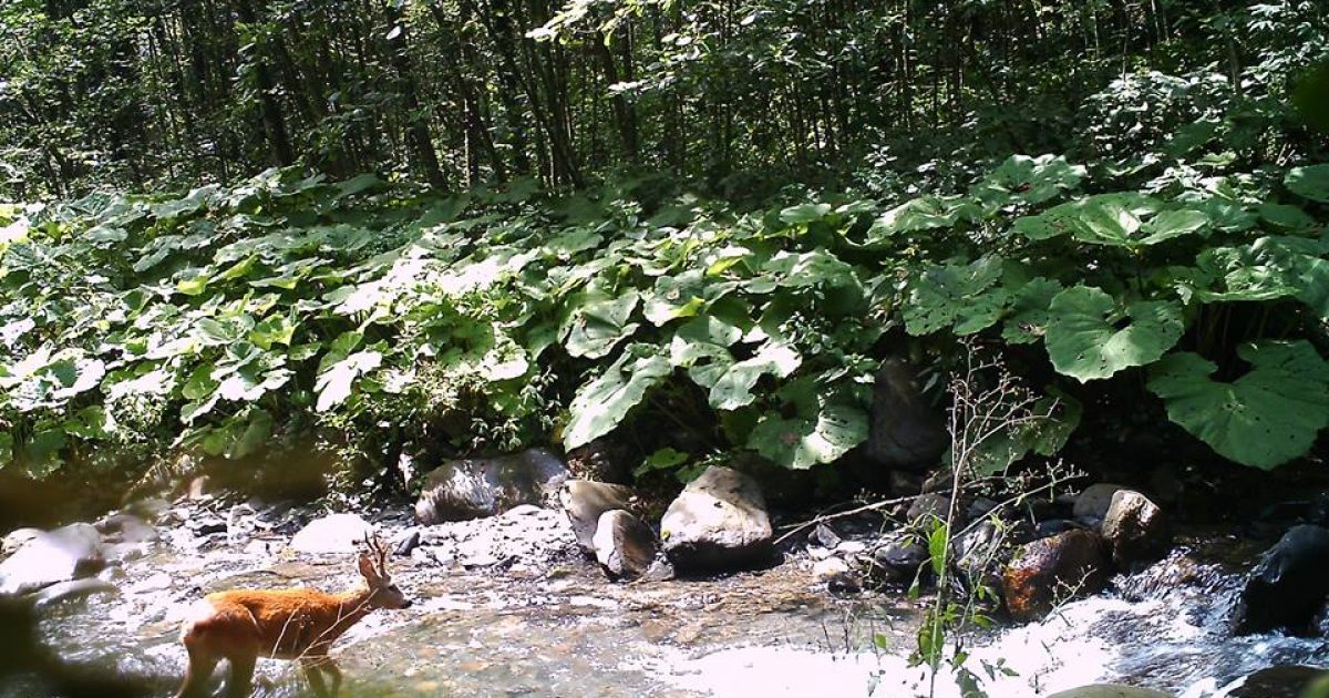 შველი ბაწარას ნაკრძალში [დღის ფოტო] - ტაბულა